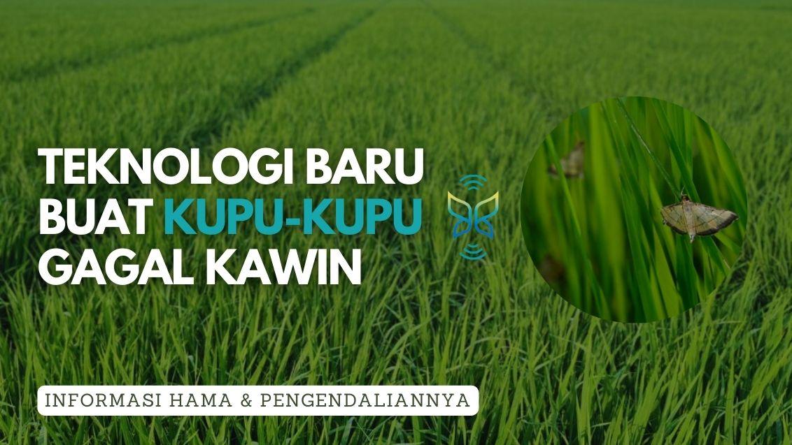 PENGENDALIAN HAMA PENGGEREK BATANG PADI KUNING DENGAN PEMANFAATAN ...